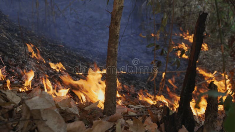 Forest Fire Disaster Burning Caused by Human Stock Video - Video of ...