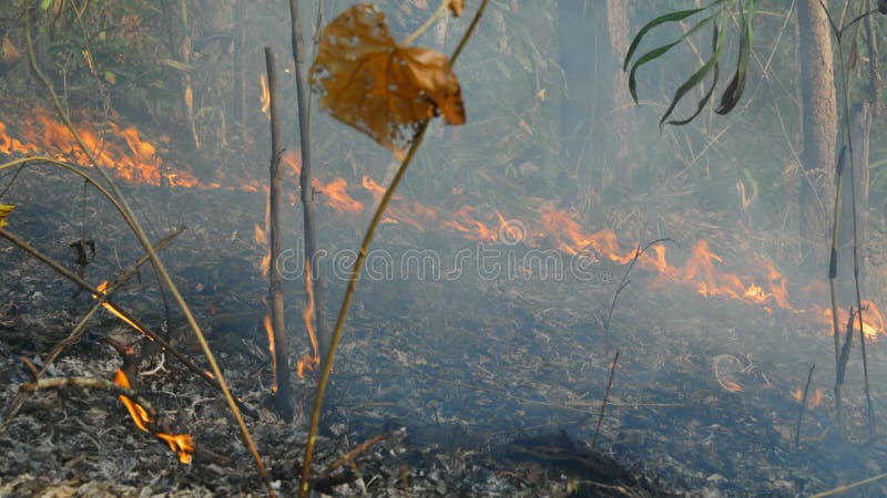 Forest Fire Disaster Burning Caused by Human Stock Video - Video of ...