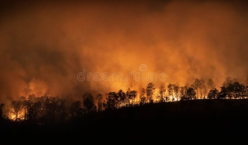 Forest Fire Disaster is Burning Caused by Human Stock Photo - Image of ...