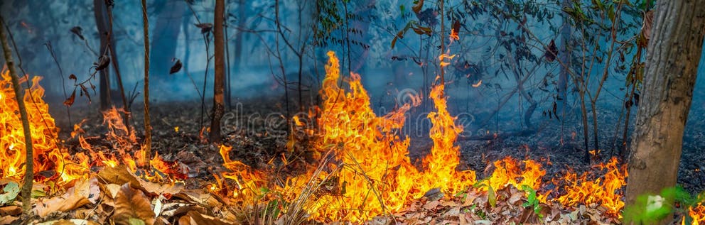 Forest Fire Disaster is Burning Caused by Human Stock Photo - Image of ...