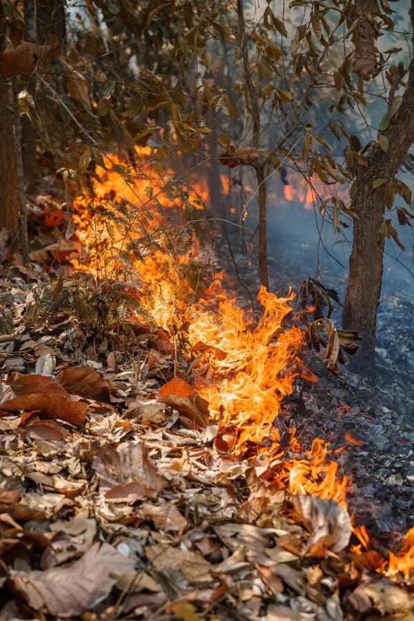 Forest Fire Disaster is Burning Caused by Humans Stock Image - Image of ...