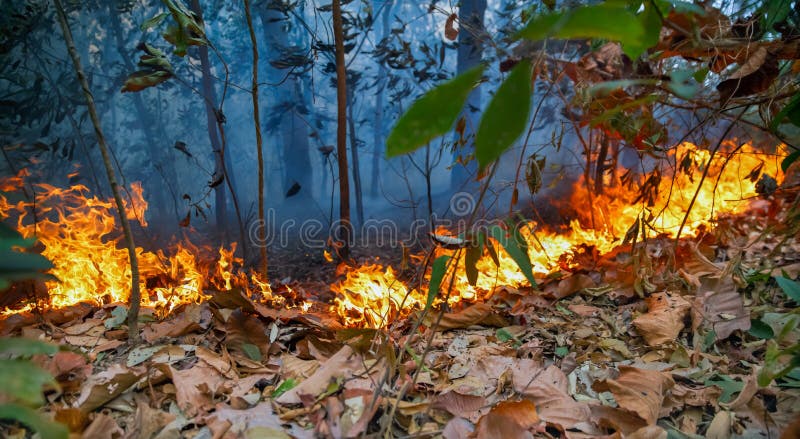 Forest Fire Disaster is Burning Caused by Humans Stock Photo - Image of ...
