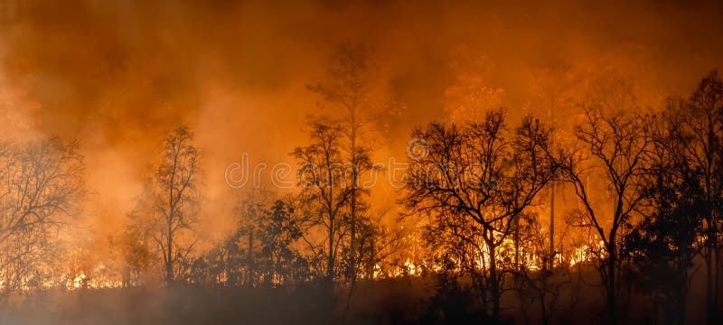 Forest Fire Disaster is Burning Caused by Humans Stock Photo - Image of ...