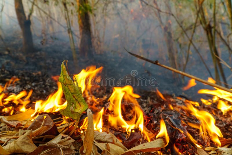 Forest Fire Disaster is Burning Caused by Human Stock Photo - Image of ...