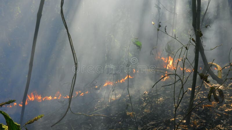 Forest Fire Disaster Burning Caused by Human. Stock Video - Video of ...
