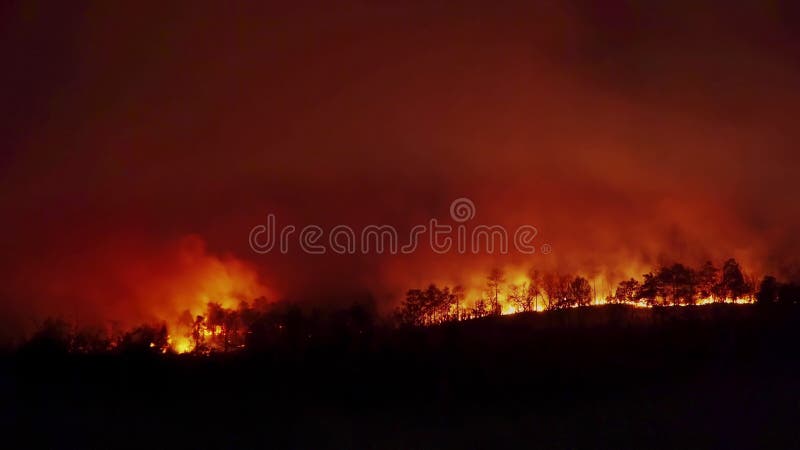 Forest Fire Disaster is Burning. Stock Video - Video of elderly, call ...