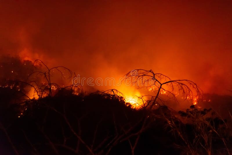 Forest Fire Disater Problem.Fire Burns Trees in the Mountain at Night ...