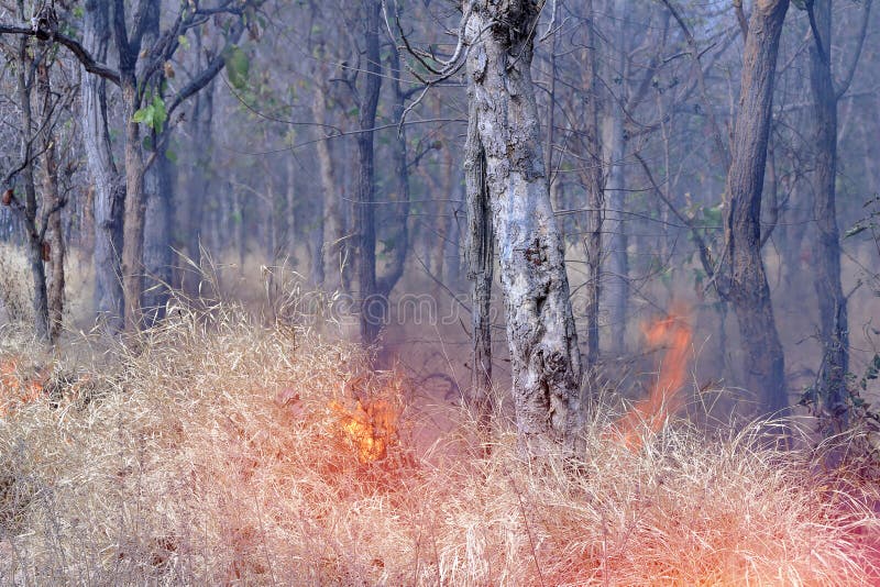 Forest Fire in the Drought of Thailand Stock Photo - Image of heat ...