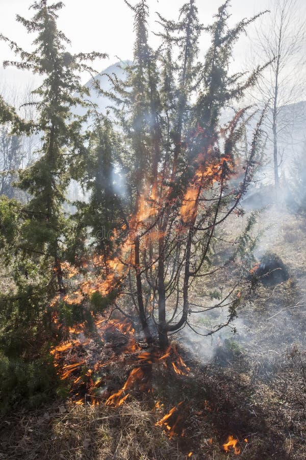 Forest fire stock image. Image of flame, forest, disaster - 69627503