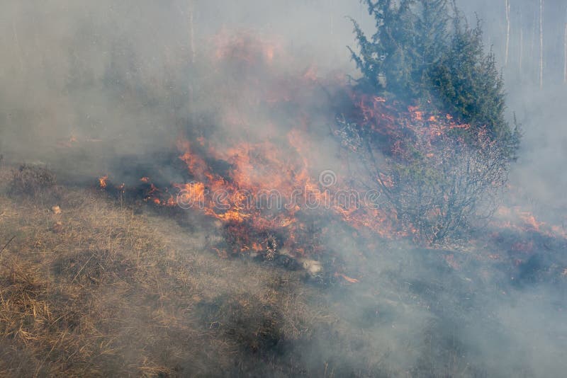 Forest fire stock image. Image of disaster, danger, burn - 69629001