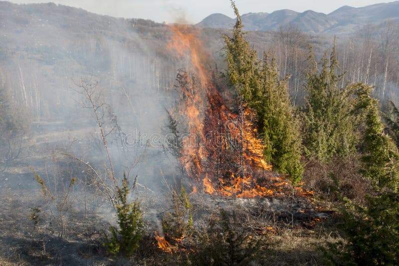 Forest fire stock photo. Image of heat, wildfire, forest - 70256600