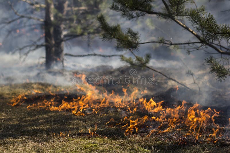Forest fire stock image. Image of outdoor, hazard, black - 38865421