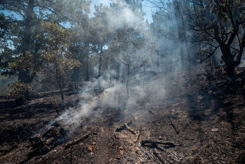Forest after a Fire with a Fallen Smoking Trunk Stock Photo - Image of ...