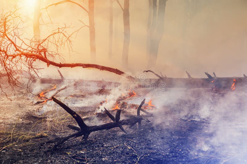Forest Fire. Fallen Tree is Burned To the Ground a Lot of Smoke when ...