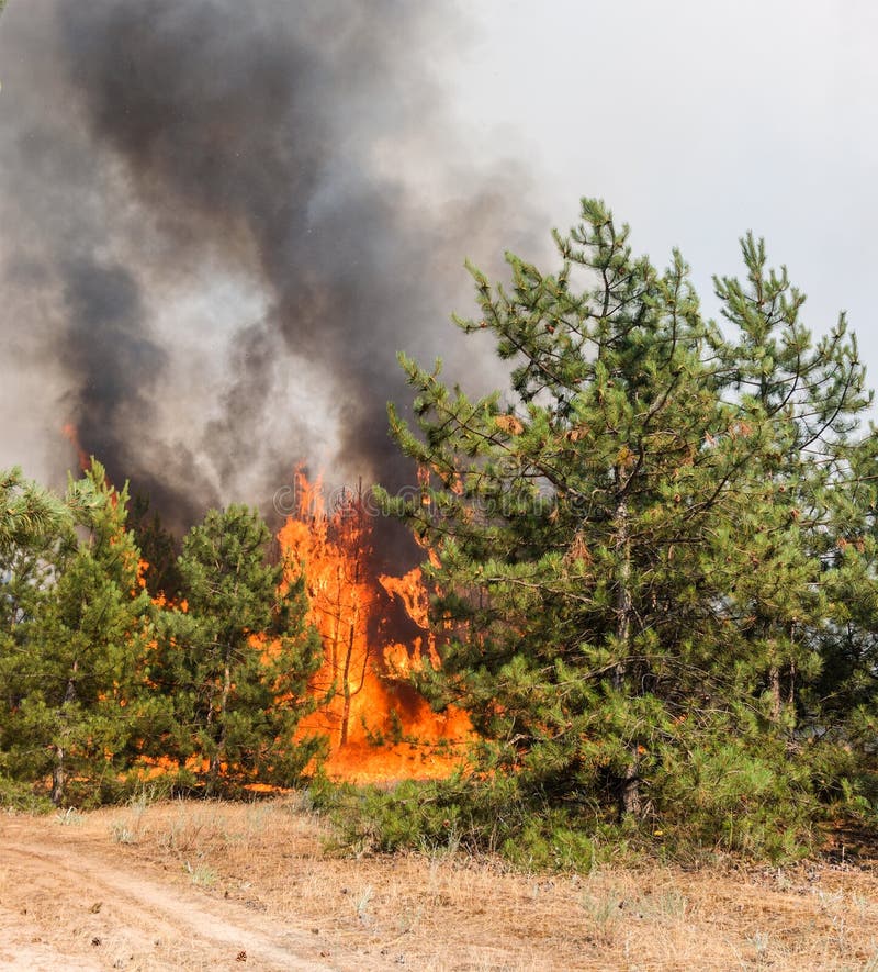 Forest Fire. Fallen Tree is Burned To the Ground a Lot of Smoke when ...