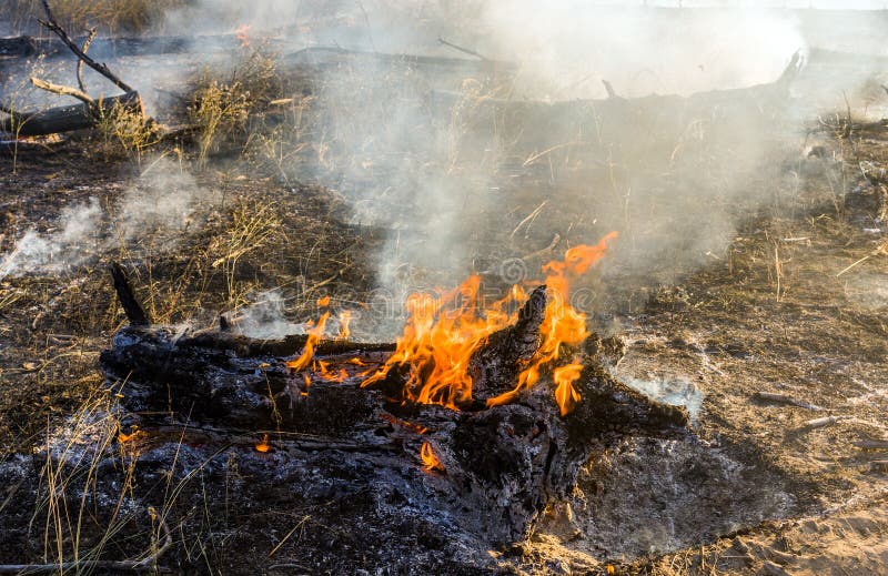 Forest Fire. Fallen Tree is Burned To the Ground a Lot of Smoke when ...