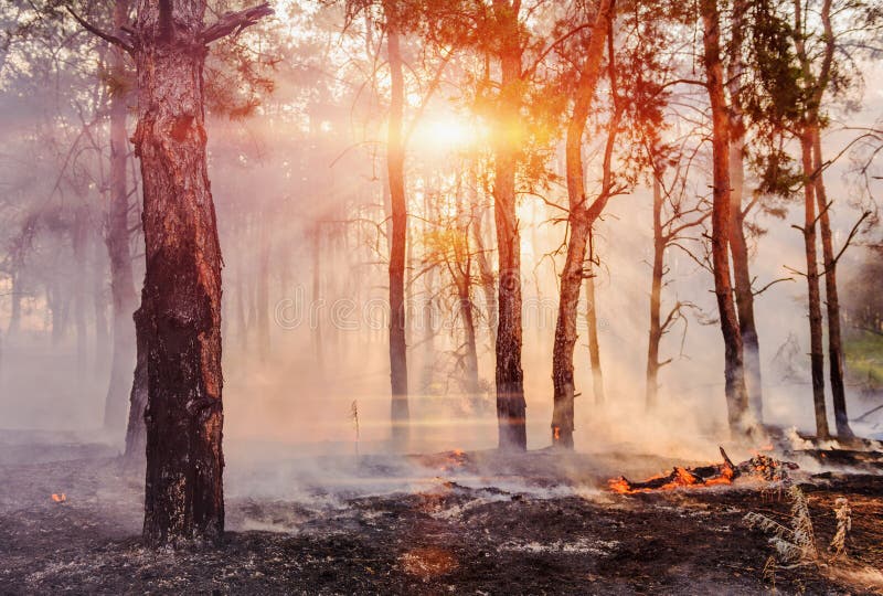Forest Fire. Using Firebreak for Stoping Wildfire. Stock Photo - Image ...