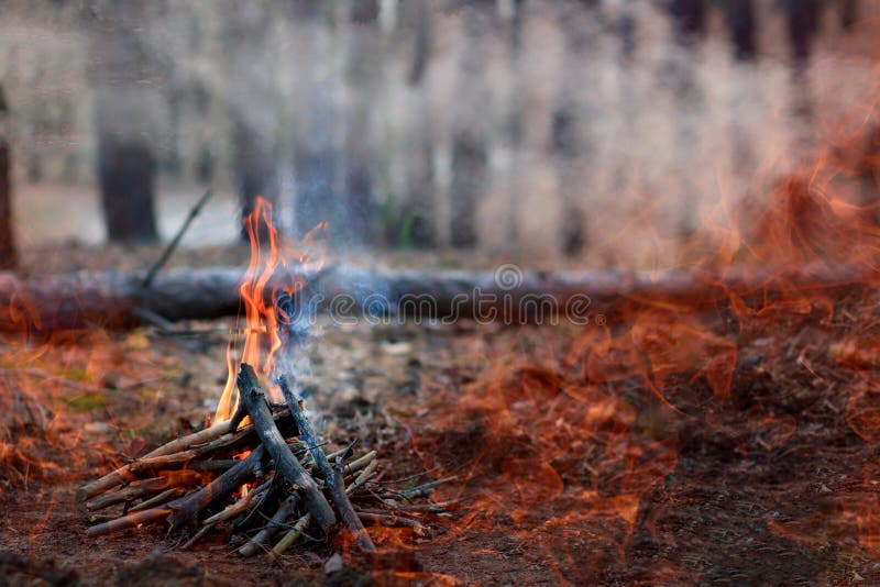 Forest Fire. Fallen Tree is Burned To the Ground a Lot of Smoke when ...
