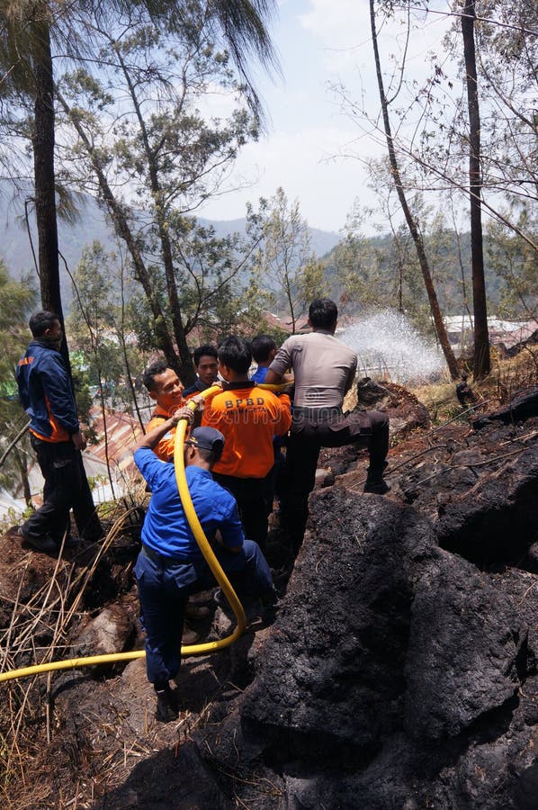 Forest fire editorial stock image. Image of forest, central - 61403294