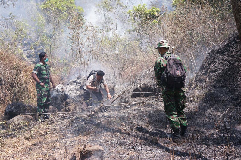 Forest fire editorial stock photo. Image of nature, tree - 61672158
