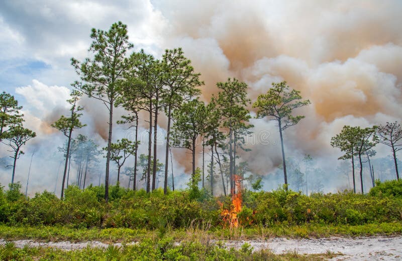 Forest fire in Florida stock photo. Image of rock, environmental ...