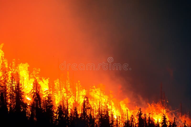 Forest Fire. Forest Fire in Progress. Wildfire. Large Flames of Forest ...