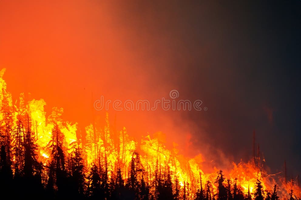 Forest Fire. Forest Fire in Progress. Wildfire. Large Flames of Forest ...