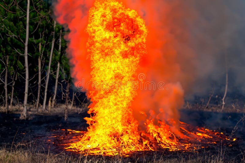 Wildfire. Palisades. Forest Fire. Forest Fire in Progress with Fire ...
