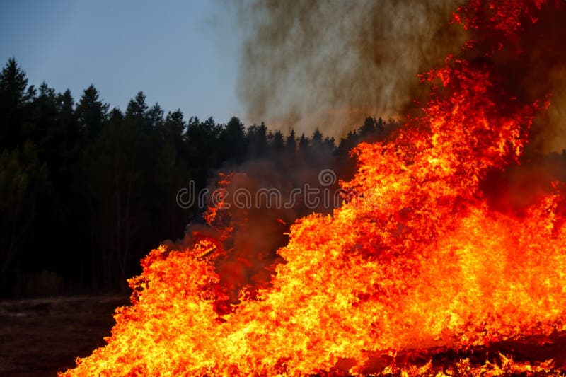 Forest Fire. Forest Fire in Progress. Wildfire. Large Flames of Forest ...