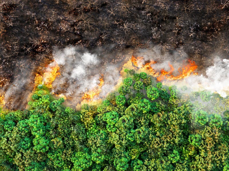 Forest Fire. Half Burned Forest Stock Image - Image of bush, green ...