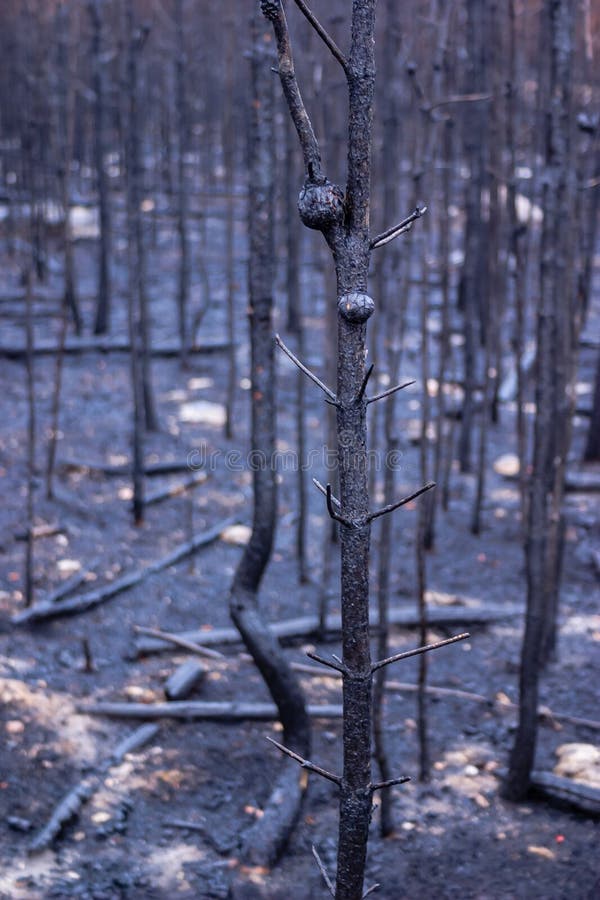 A Forest Fire Has Burned Down a Large Area of Trees Stock Photo - Image ...