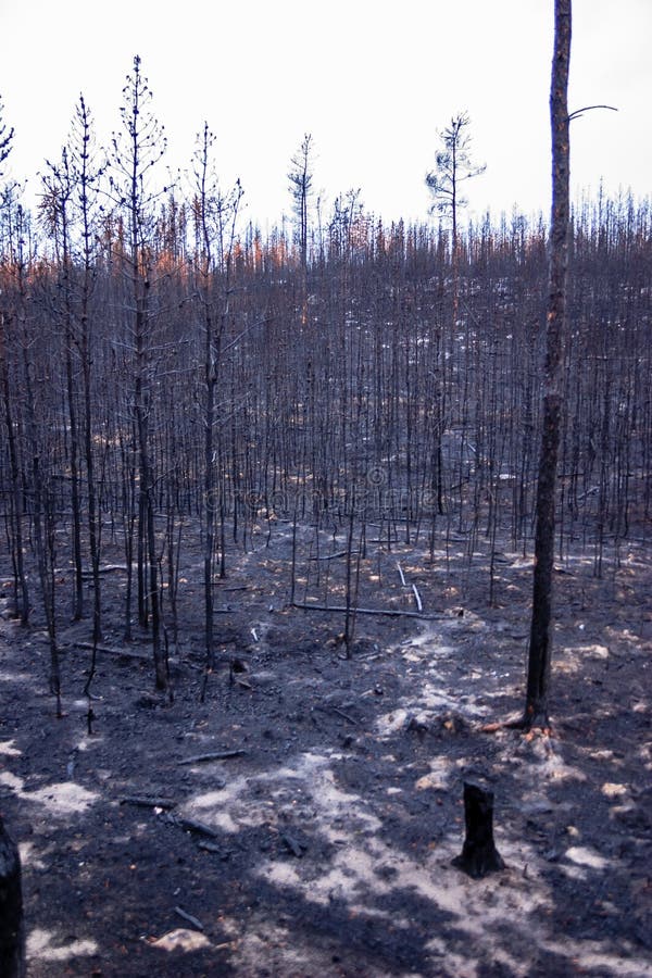 A Forest Fire Has Burned Down a Large Area of Trees Stock Image - Image ...