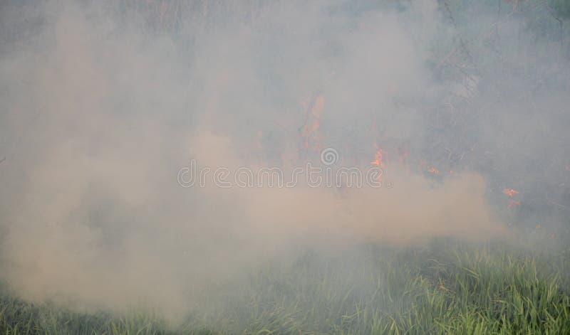 Forest Fire with Heavy Smoke Stock Image - Image of wildfire, flame ...