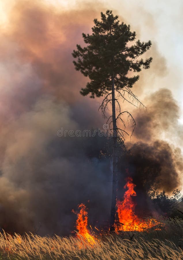 Forest Fire. Huge Pine Tree in Fire Stock Image - Image of danger ...