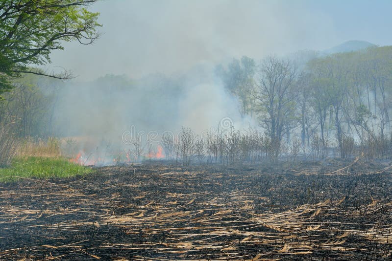 Forest fire stock photo. Image of blaze, flame, fire - 79238832