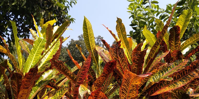 Forest fire LEAF stock photo. Image of tropics, crop - 233176812