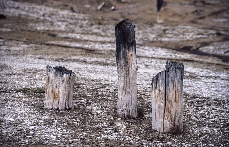 Burned Tree Stumps, Charred in Yellowstone National Park Stock Image ...
