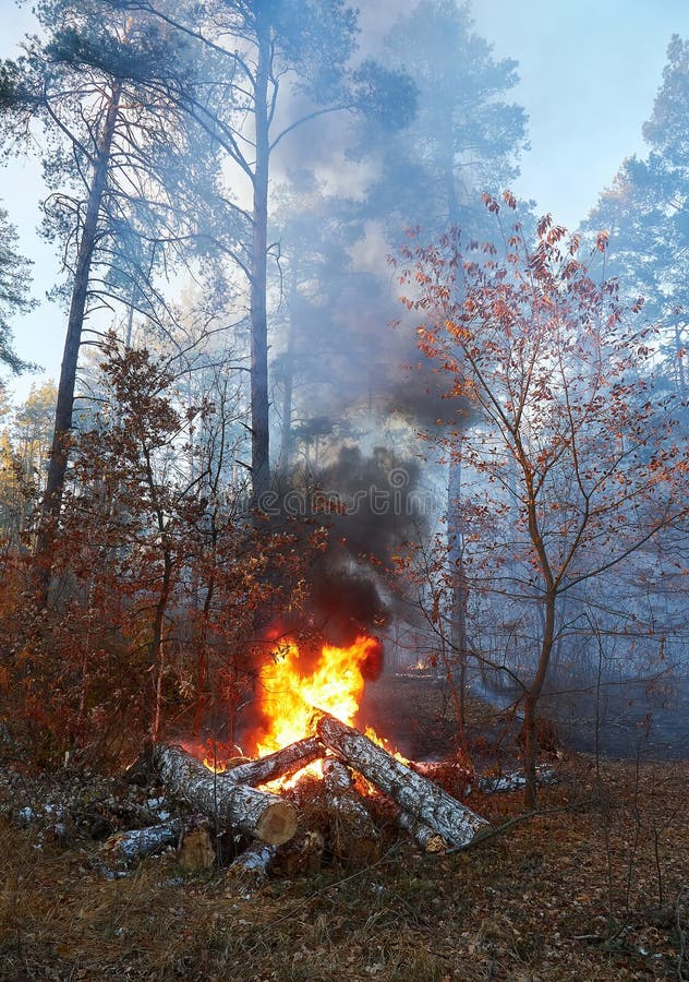 Forest Fire. a Lot of Smoke when Wildfire Stock Image - Image of forest ...