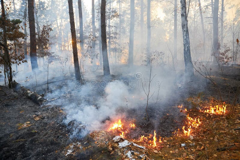 Forest Fire. a Lot of Smoke when Wildfire Stock Photo - Image of smoke ...
