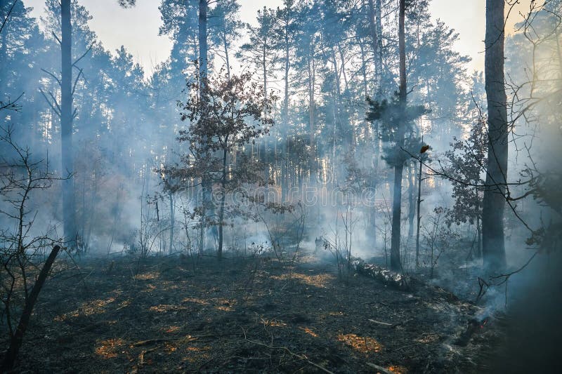Forest Fire. a Lot of Smoke when Wildfire Stock Photo - Image of ...