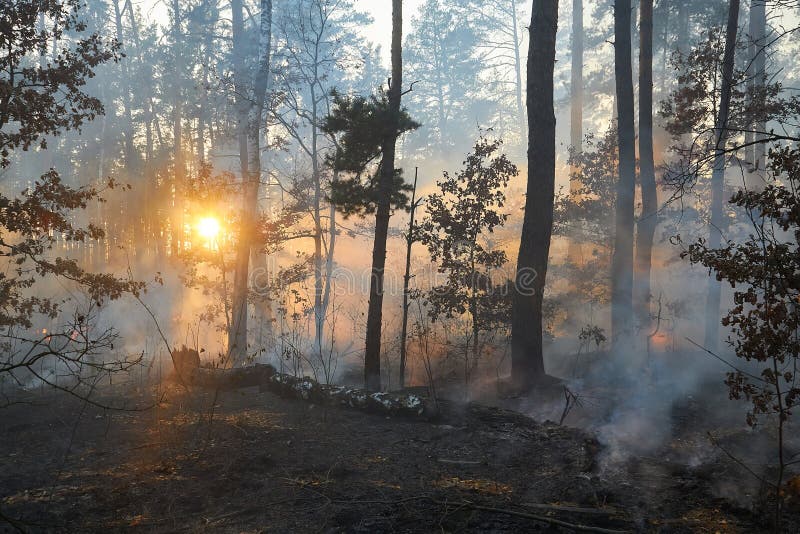 Forest Fire. a Lot of Smoke when Wildfire Stock Image - Image of plant ...
