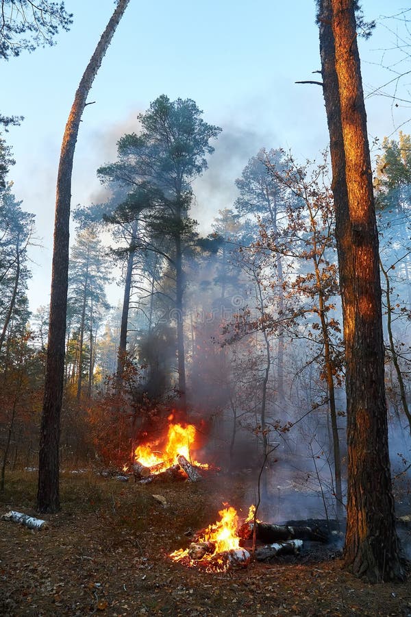 Forest Fire. a Lot of Smoke when Wildfire Stock Photo - Image of ...