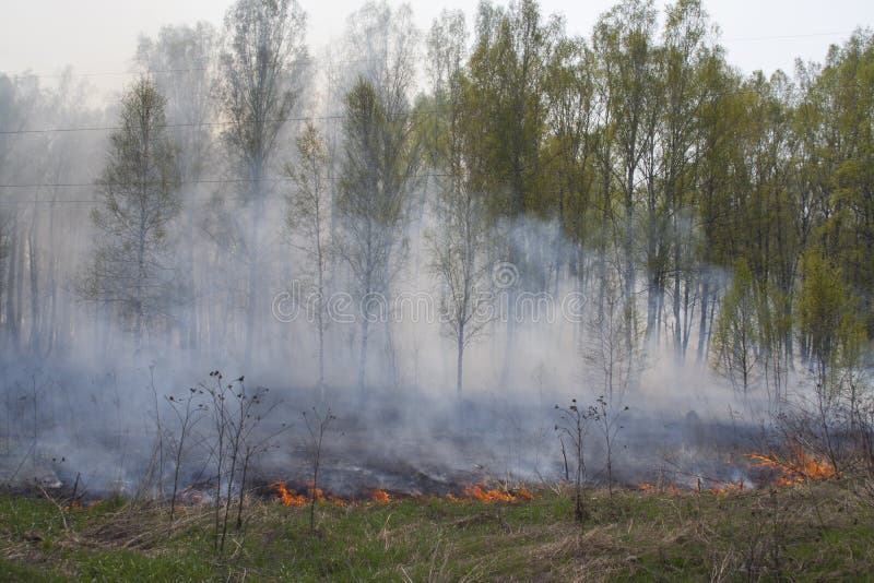 Forest Fire Lots of Smoke and Fire Stock Image - Image of nature ...