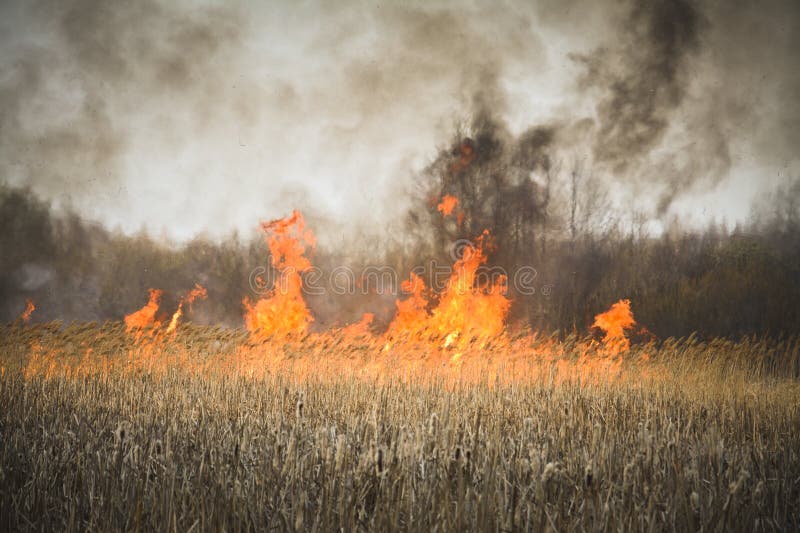 Forest fire stock photo. Image of flame, fire, damage - 52699410