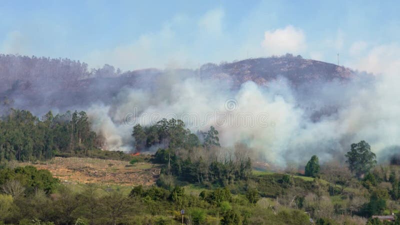 Forest Fire on the Mountain. Wildfire and Burning Trees with Flame and ...