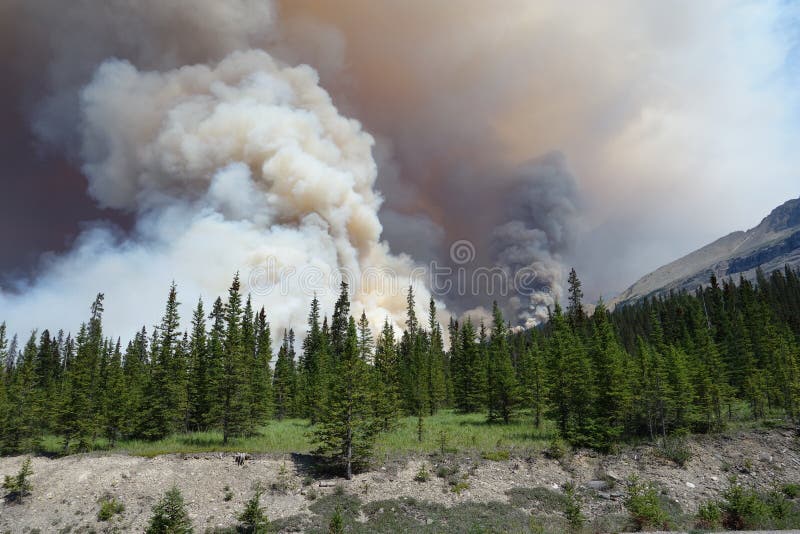 A Forest Fire in a National Park Stock Image - Image of blaze, fire ...