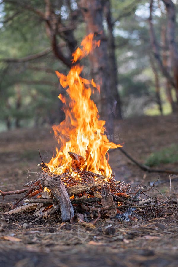 Forest Fire. a Natural Phenomenon. Ecological Catastrophy Stock Photo ...