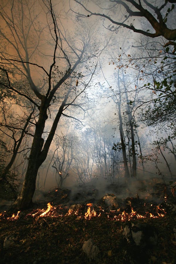 Forest fire stock image. Image of forest, gray, dark - 30836007
