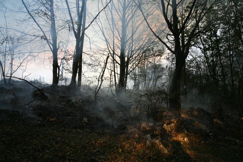 Forest fire stock photo. Image of loss, disaster, ecology - 30906978