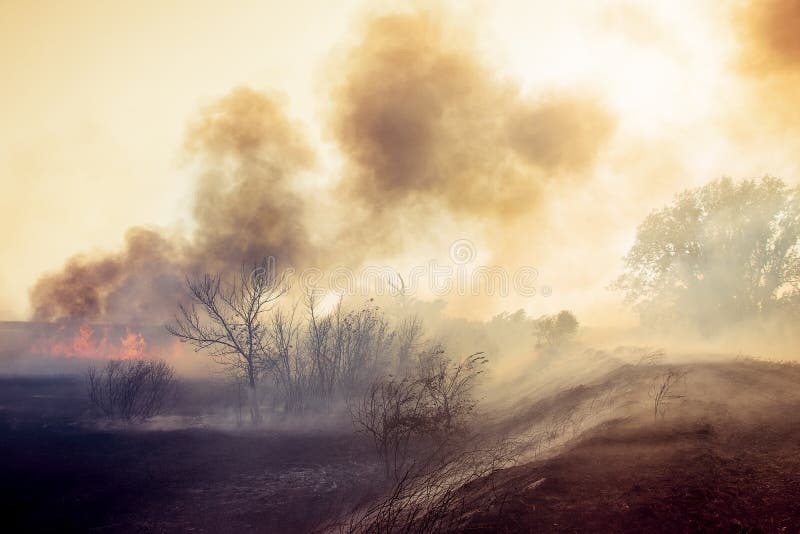 Forest Fire, Nature Disaster Stock Photo - Image of tree, prescribed ...